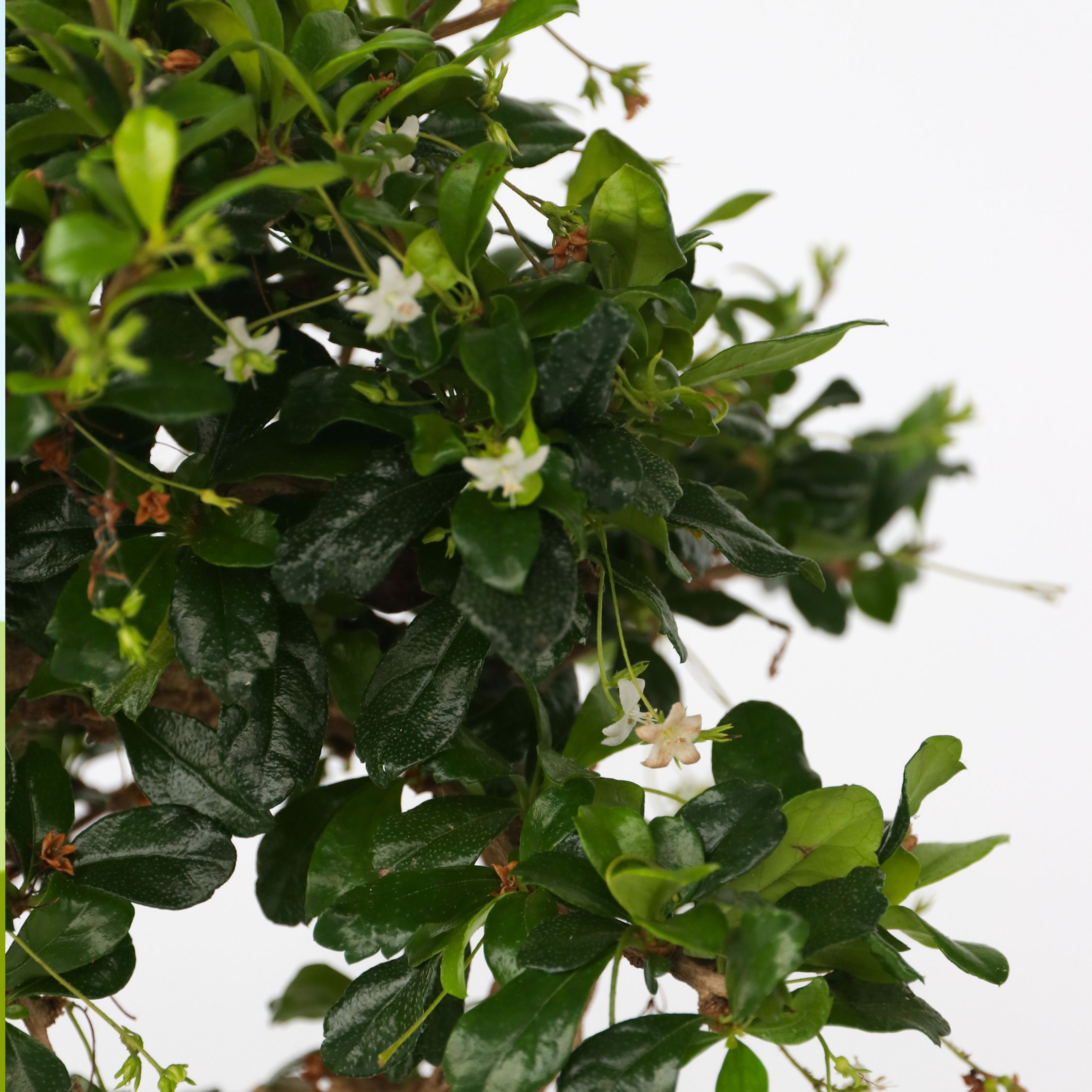 Bonsai - Carmona microphylla - Hoogte 20-30cm - ⌀15cm - Plant in a Box ...