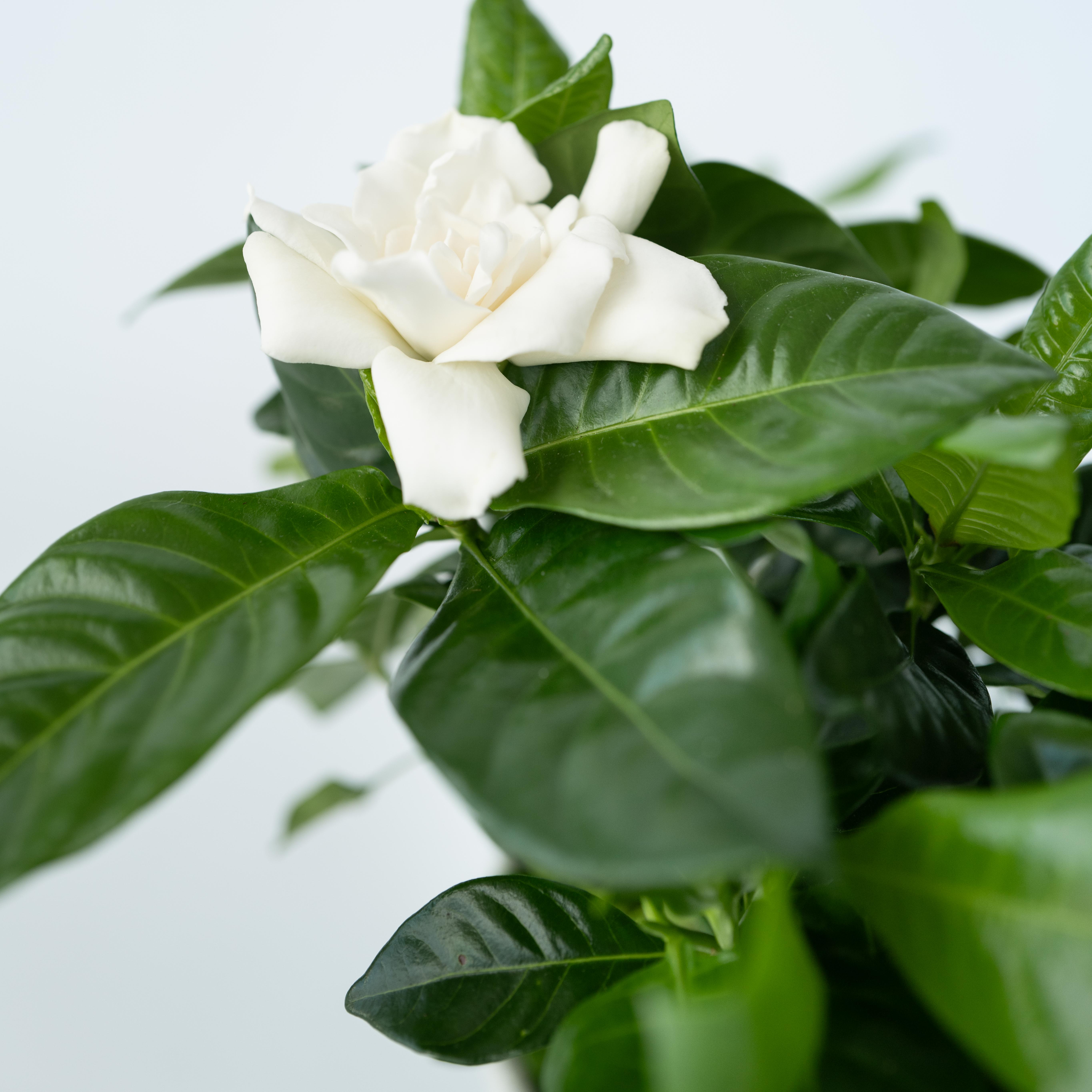 Kaapse jasmijn - Set van 4 - Gardenia jasminoides - Hoogte 20-30cm ...