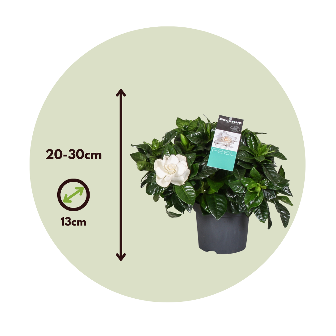 Kaapse jasmijn - Set van 4 - Gardenia jasminoides - Hoogte 20-30cm ...