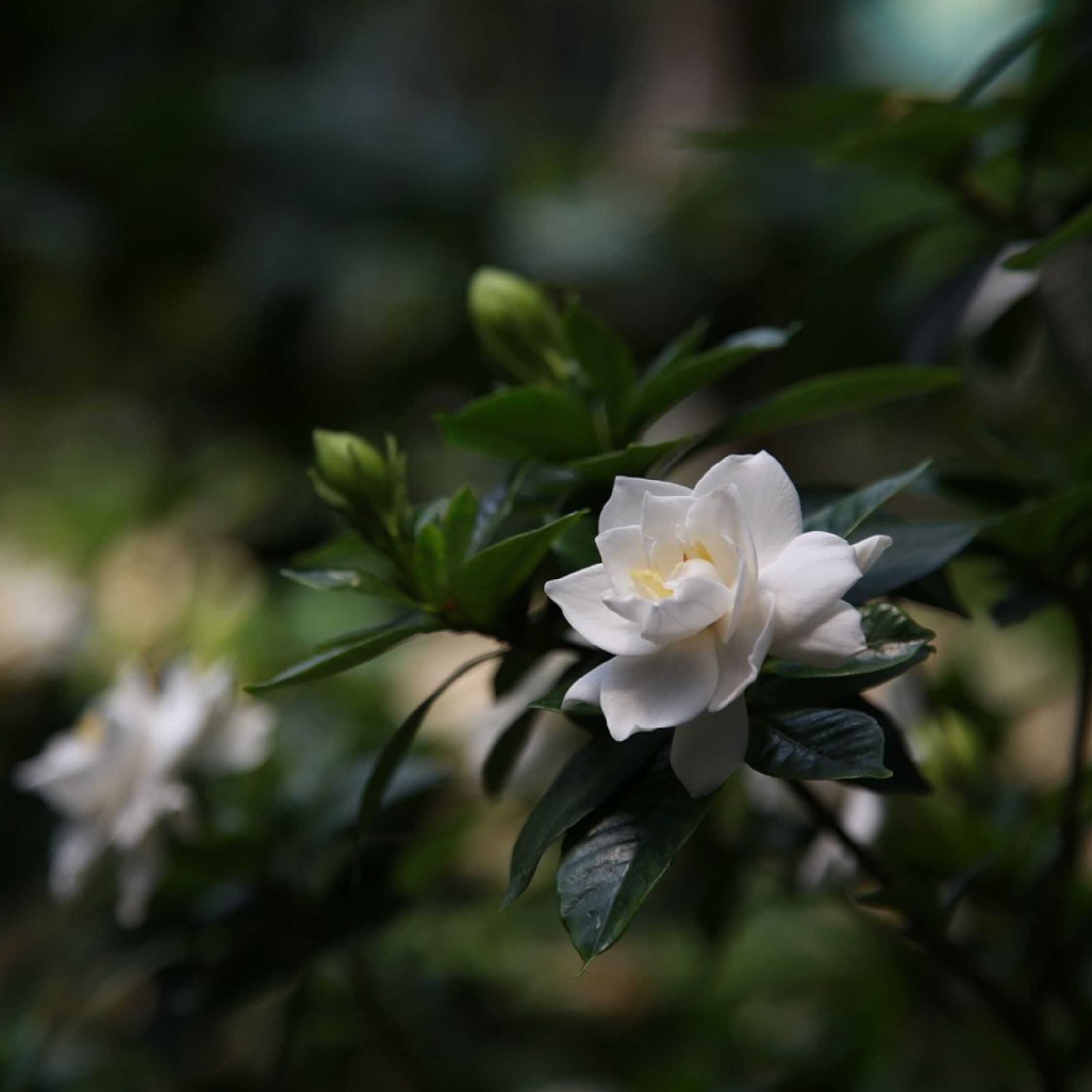 Kaapse jasmijn - Set van 4 - Gardenia jasminoides - Hoogte 20-30cm ...