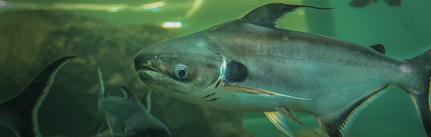 Freshwater Fish (Aquaculture) - Behn Meyer