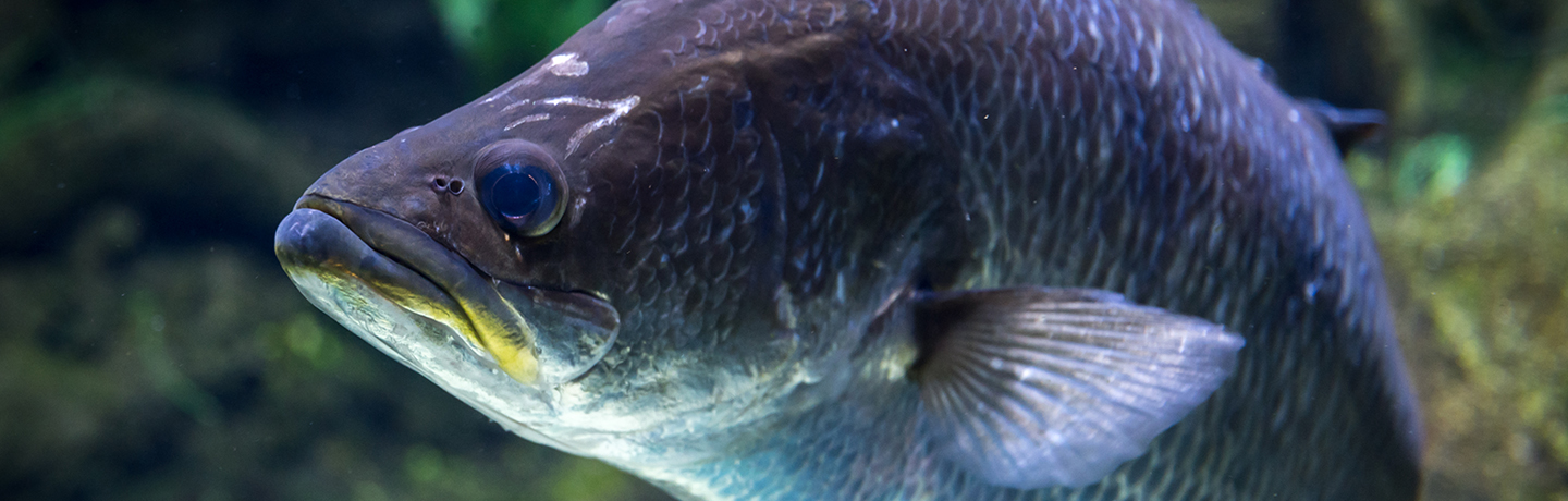 Enzymes (Marine Fish) in Aquaculture - Behn Meyer